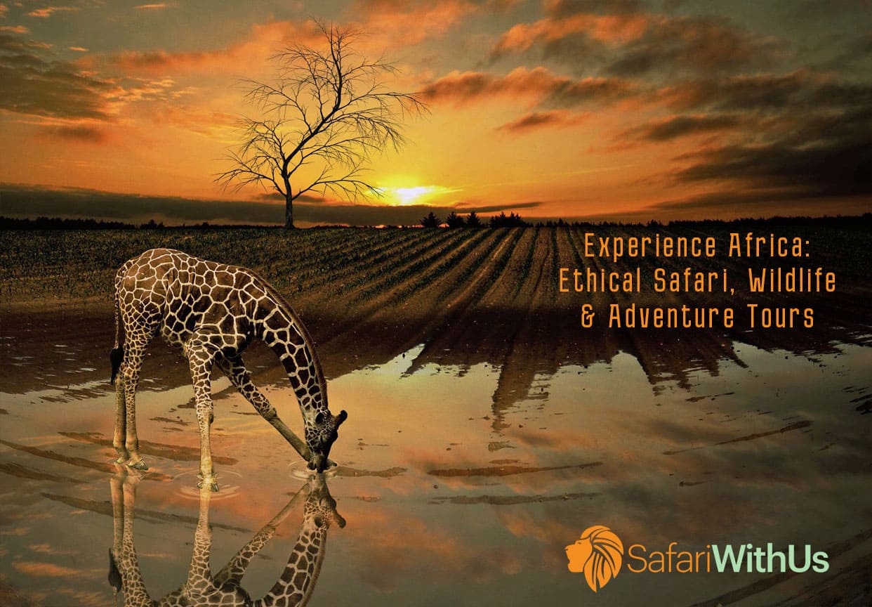 African Safaris and Tours | Wildlife safaris and tours