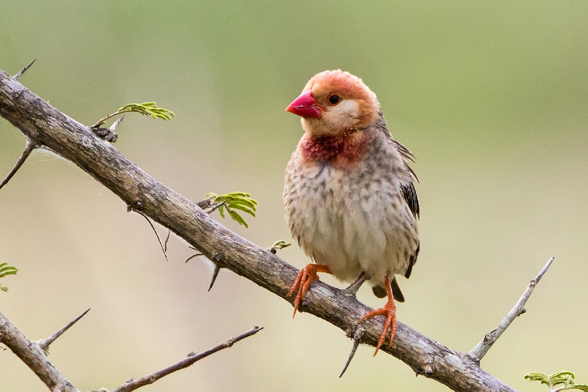 The Locust Bird - Safari With Us